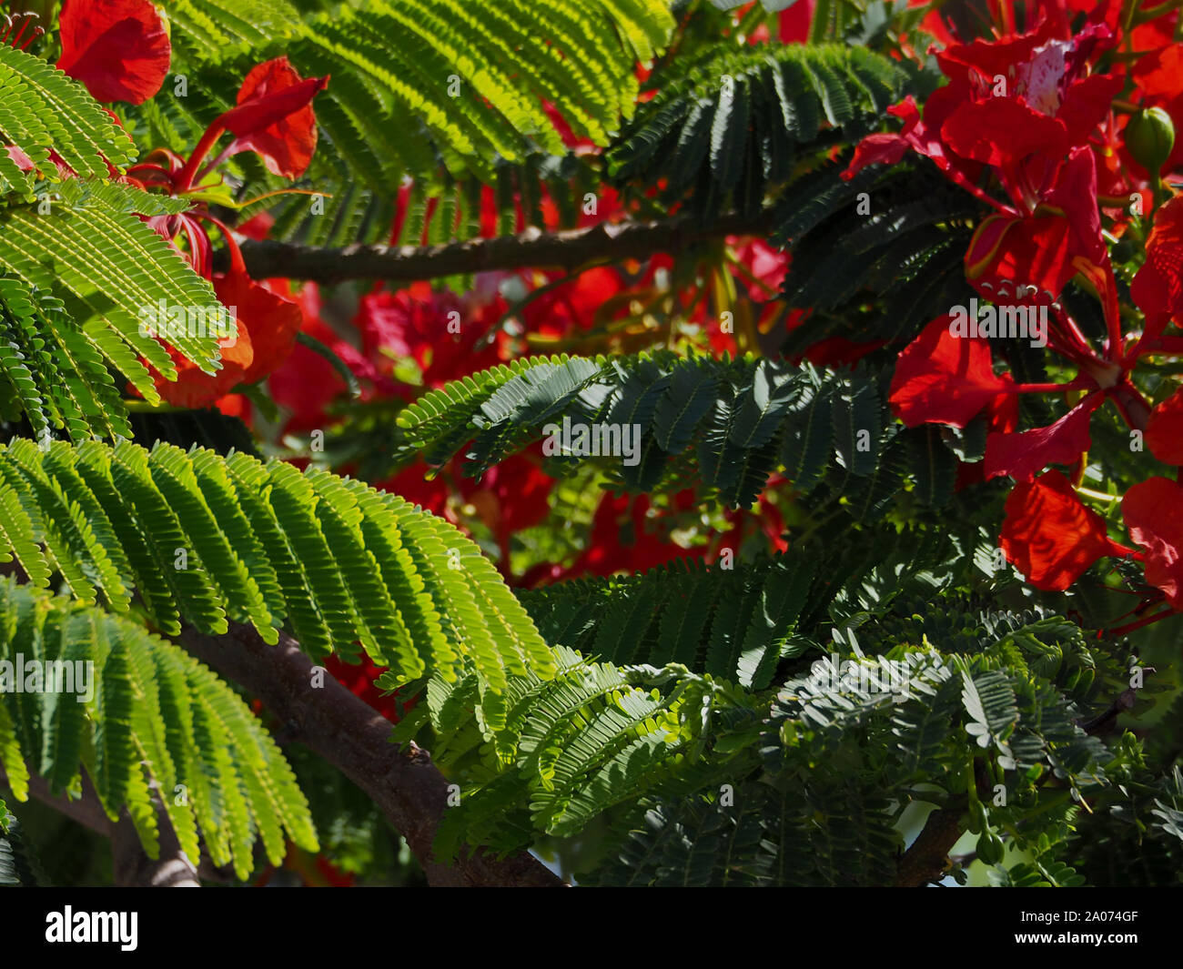 Flamboyant tree delonix regia flowers hi-res stock photography and ...