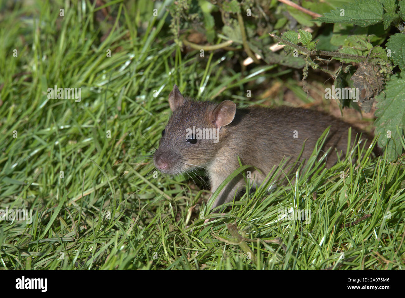 Fauna mammal rat rodent hi-res stock photography and images - Alamy