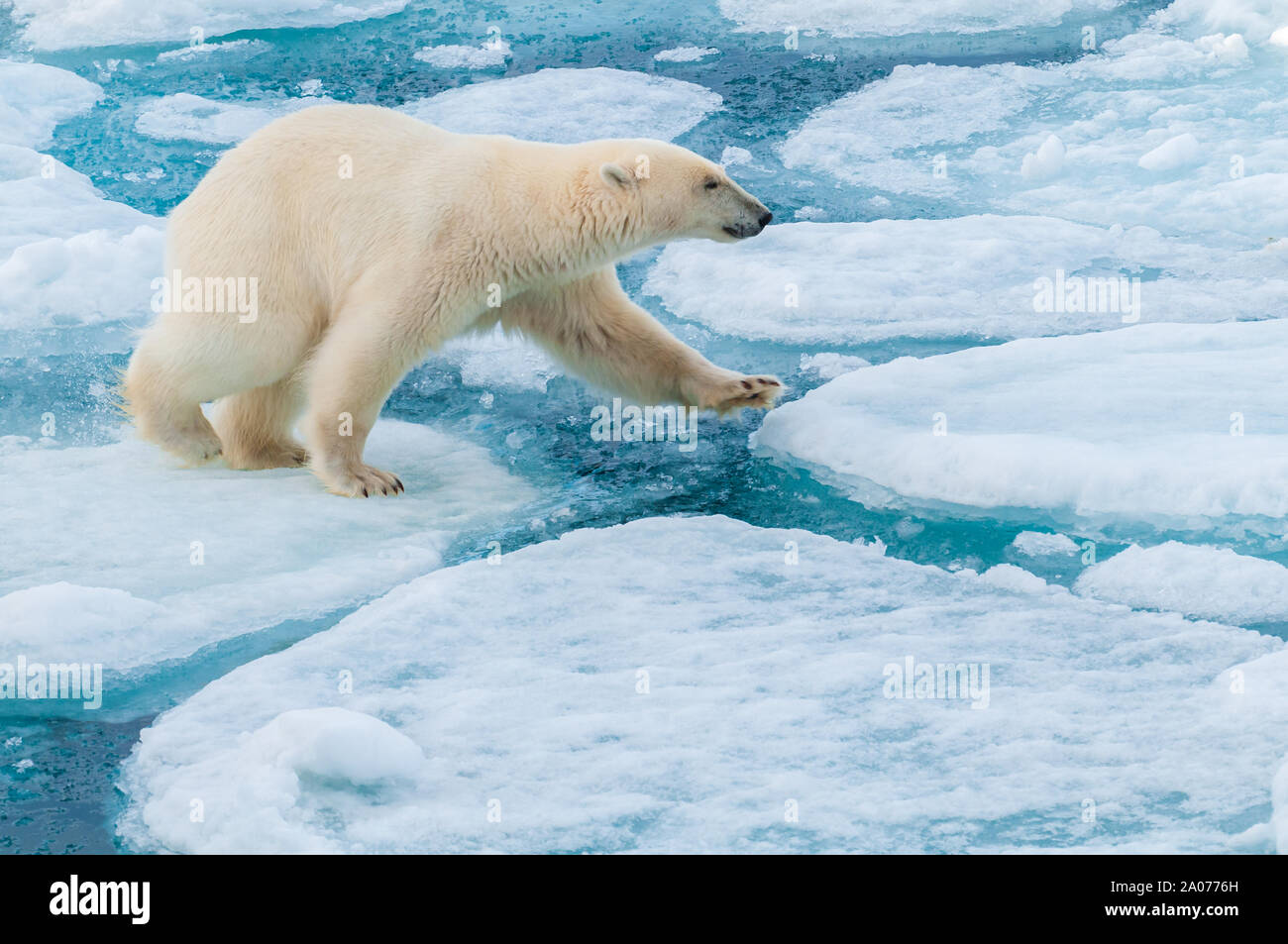 Large polar bear walking on the ice pack in the Arctic Circle ...