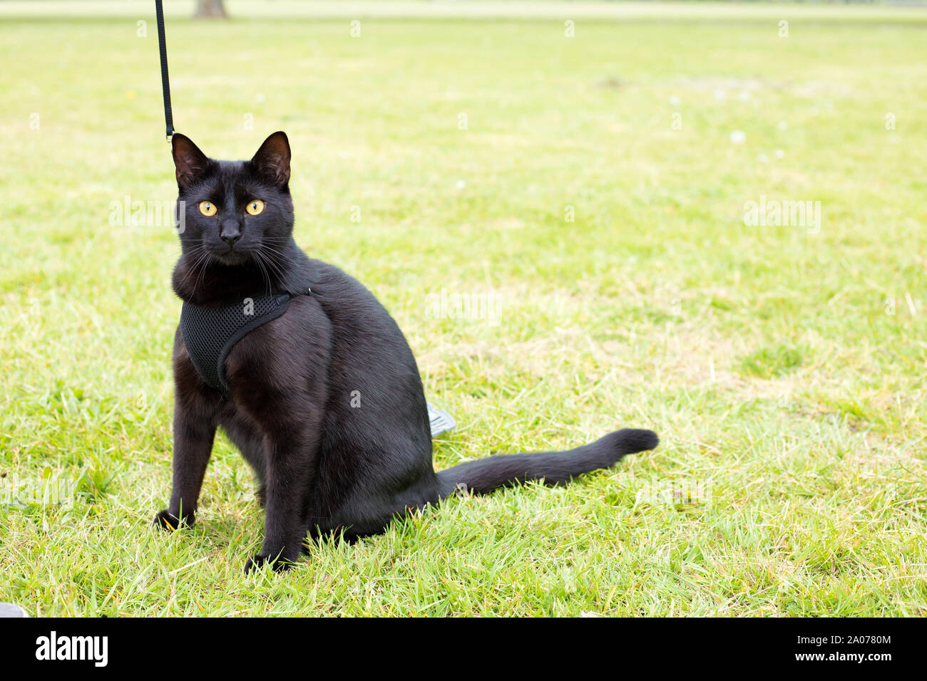 A black cat in London. Photo by Akira Suemori Stock Photo - Alamy