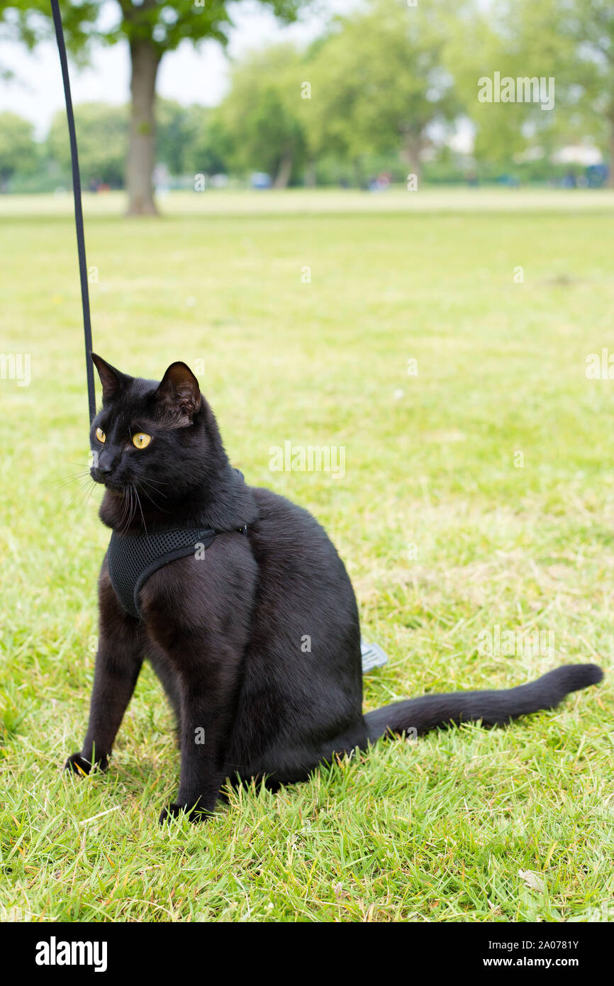 A black cat in London. Photo by Akira Suemori Stock Photo - Alamy