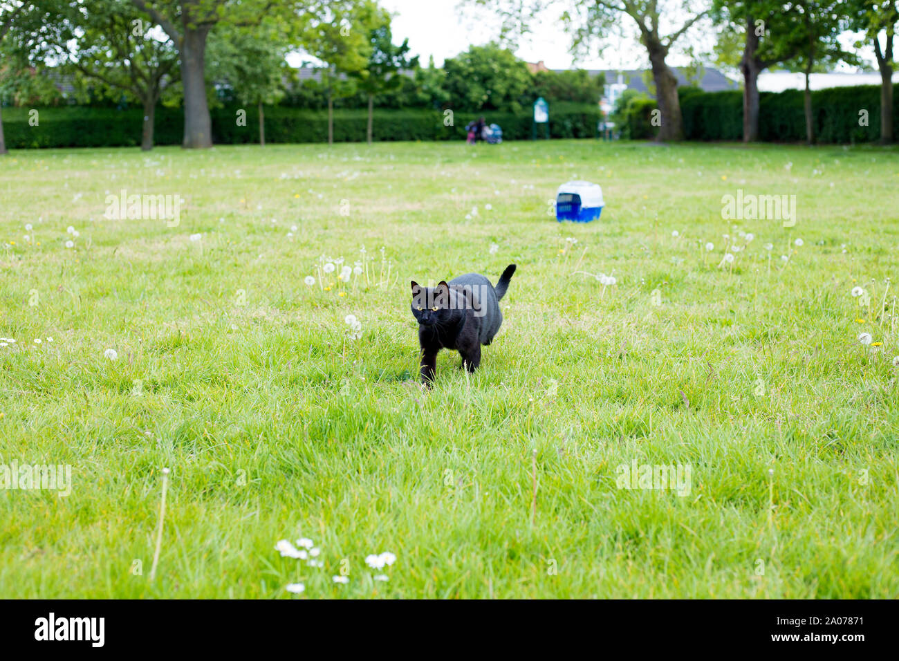 A black cat in London. Photo by Akira Suemori Stock Photo - Alamy