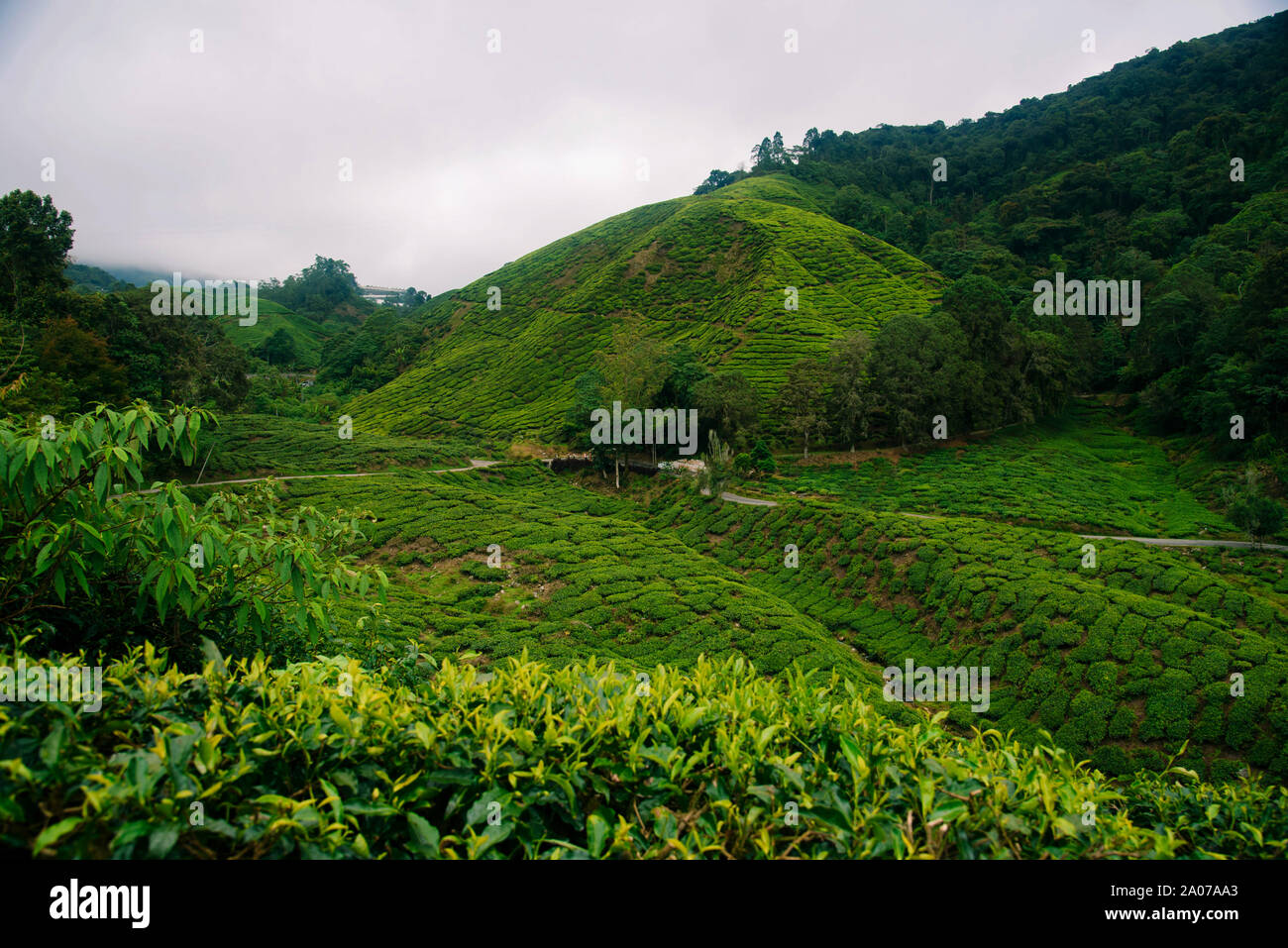 Tea Fields in the Cameron Highlands Stock Photo - Alamy