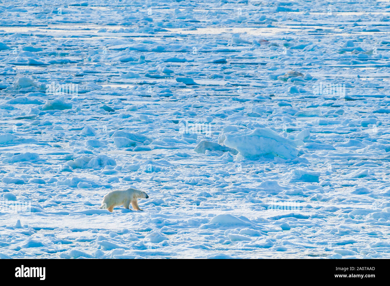 Large polar bear walking on the ice pack in the Arctic Circle ...