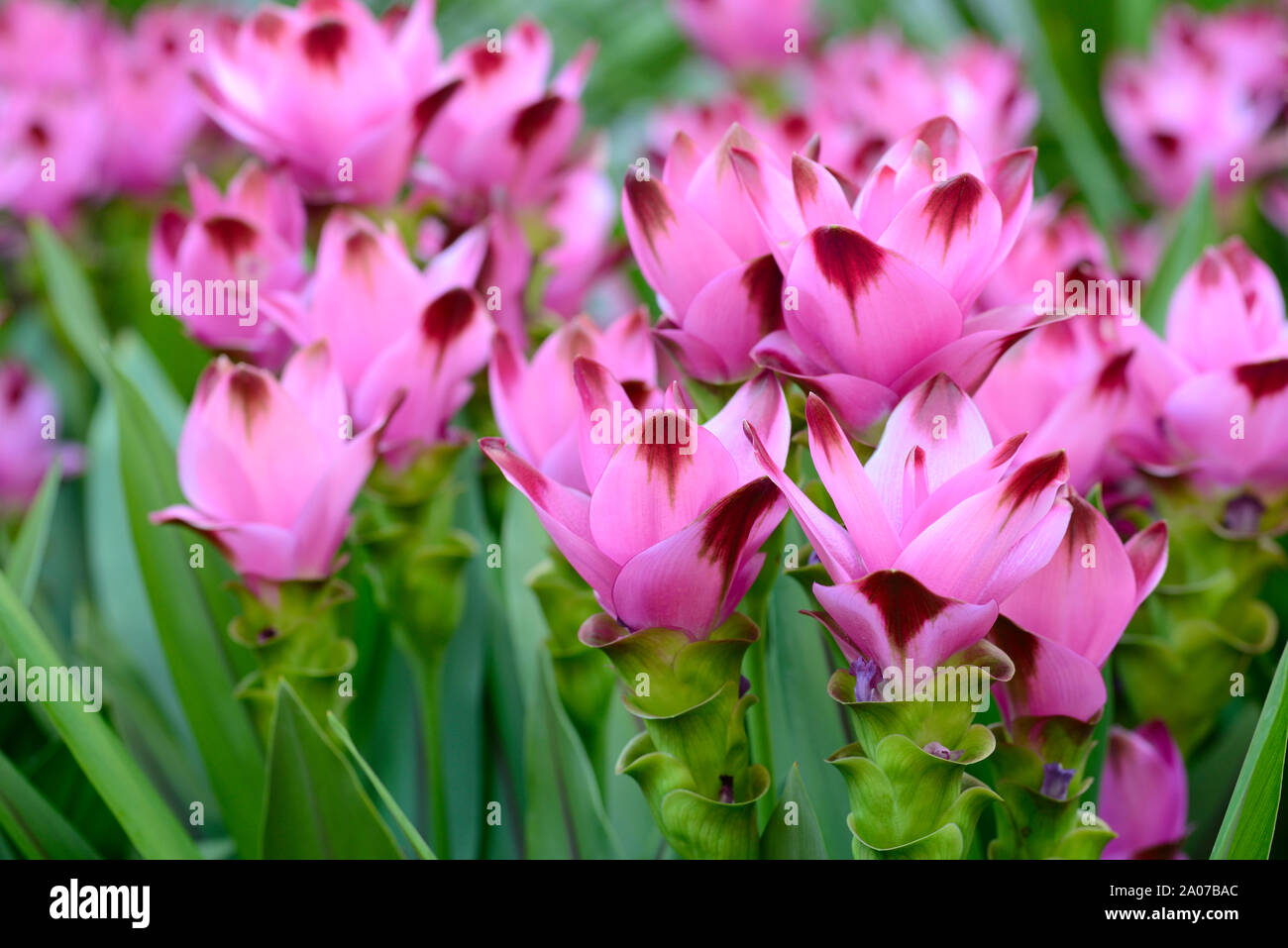 Pink Curcuma Alismatifolia or Siam Tulip Stock Photo - Alamy