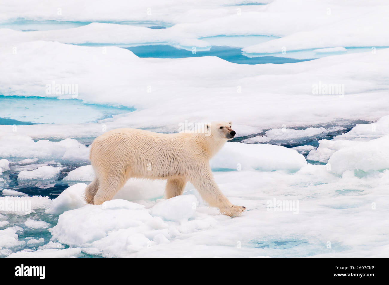 Polar bear cubs walking on the ice pack in the Arctic Circle ...
