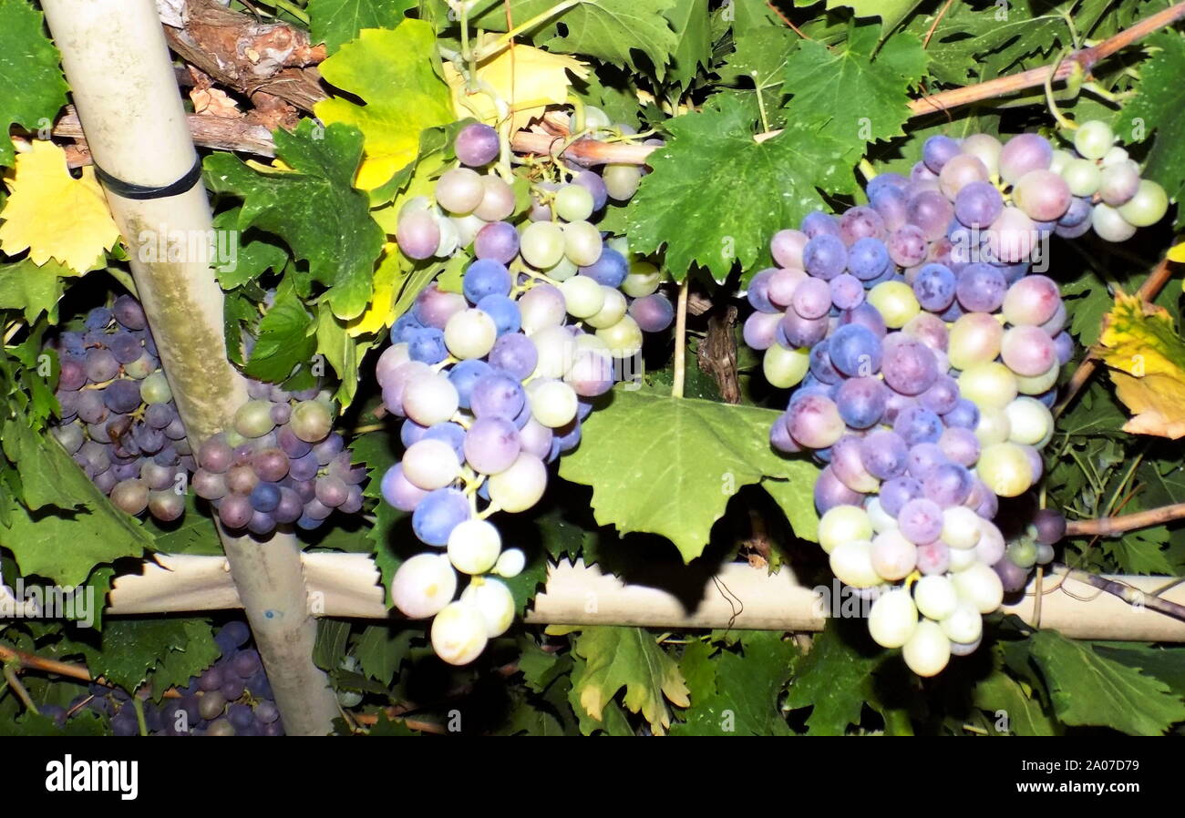 fruit, grape, plant, fresh, Zakynthos, island, Greece Stock Photo - Alamy