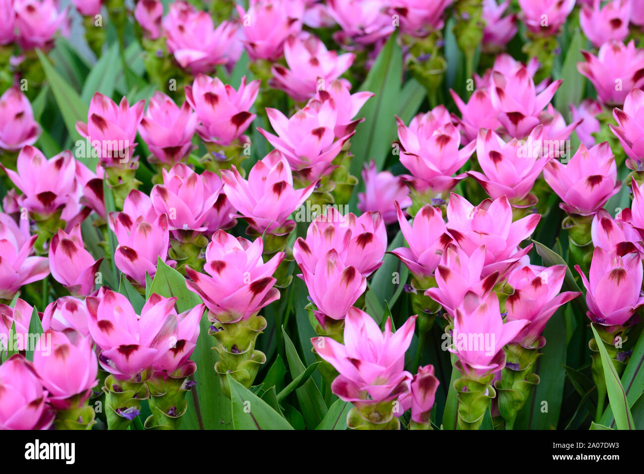 Pink Curcuma Alismatifolia or Siam Tulip Stock Photo - Alamy