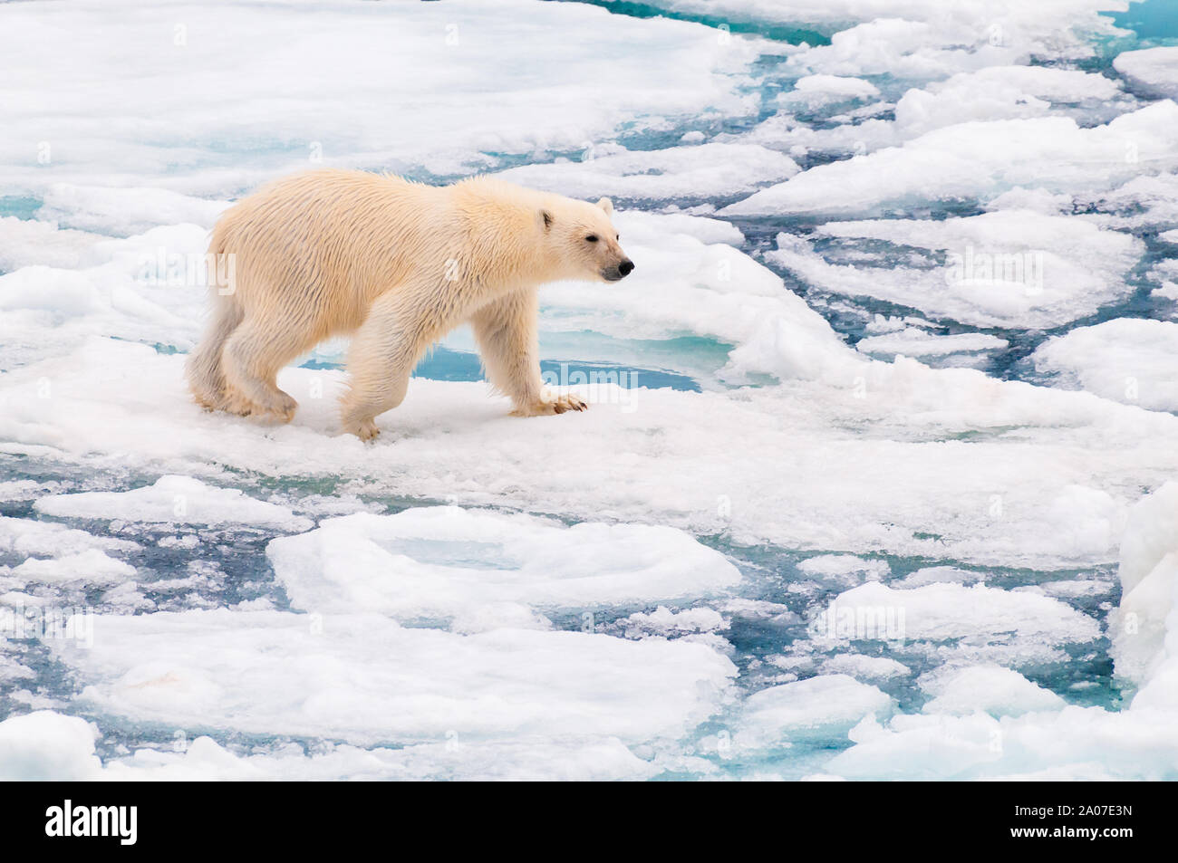 Polar bear cubs walking on the ice pack in the Arctic Circle ...