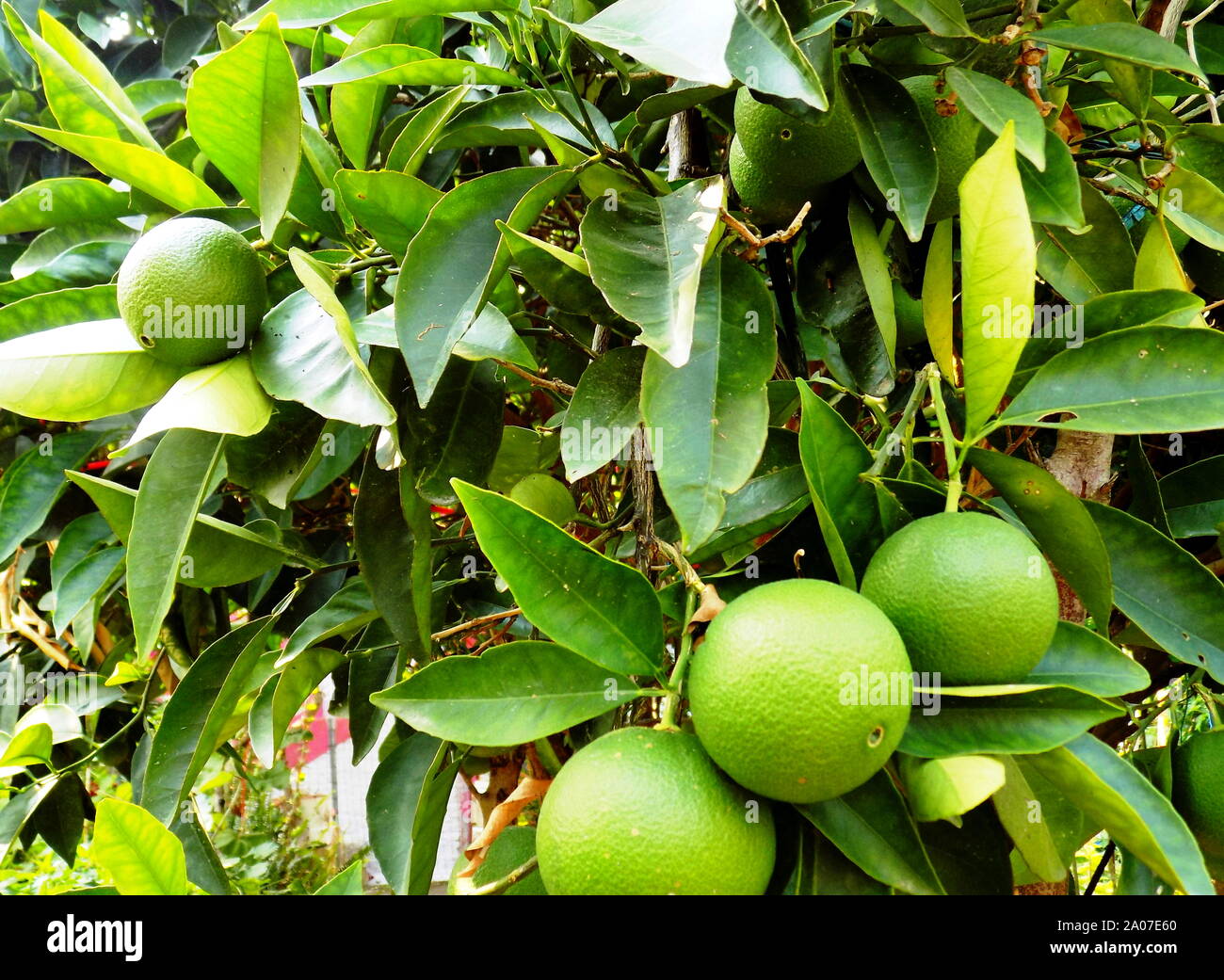 fruit, orange, tree, plant, fresh, Zakynthos, island, Greece Stock ...