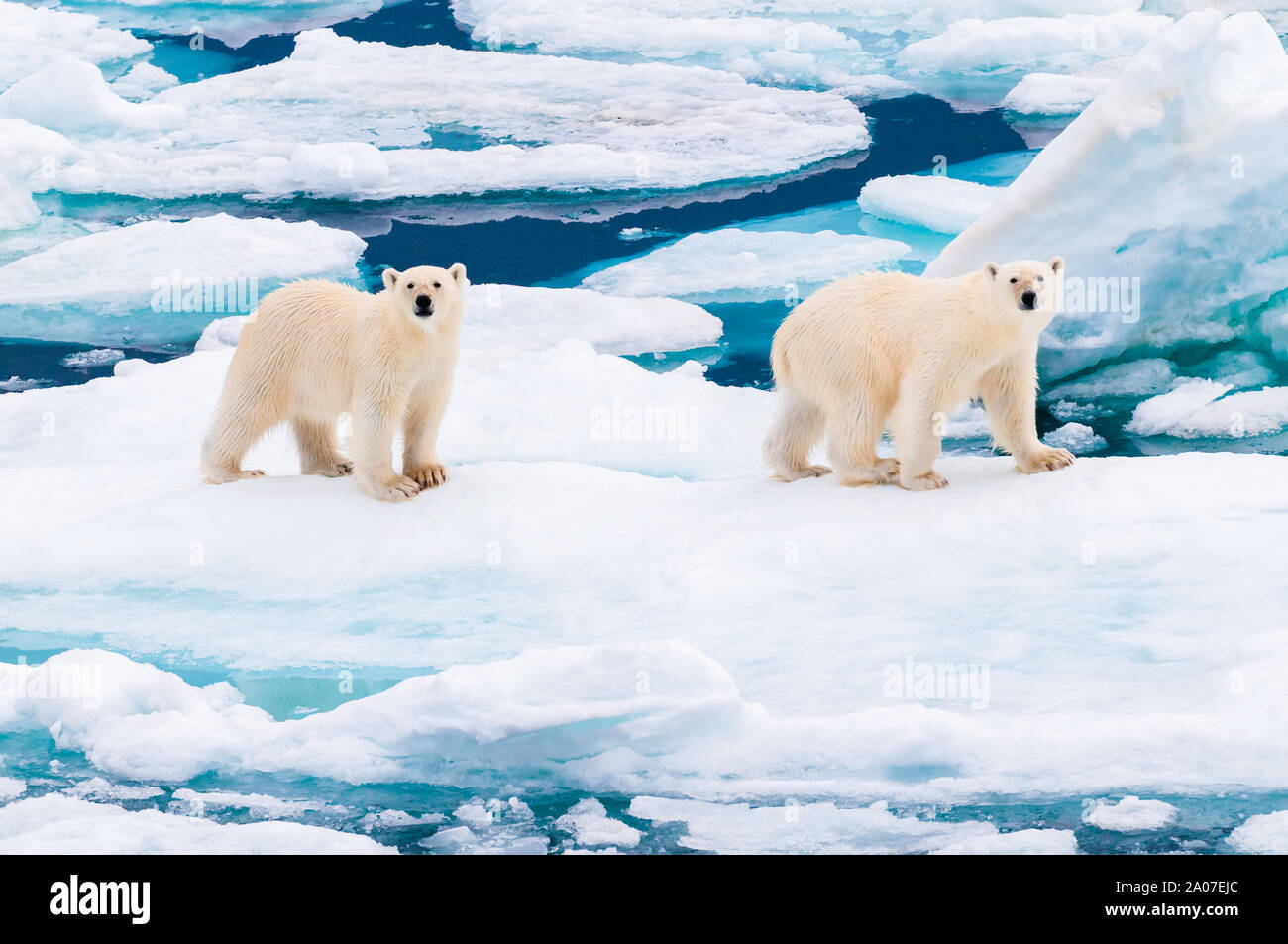 Polar bear cubs walking on the ice pack in the Arctic Circle ...