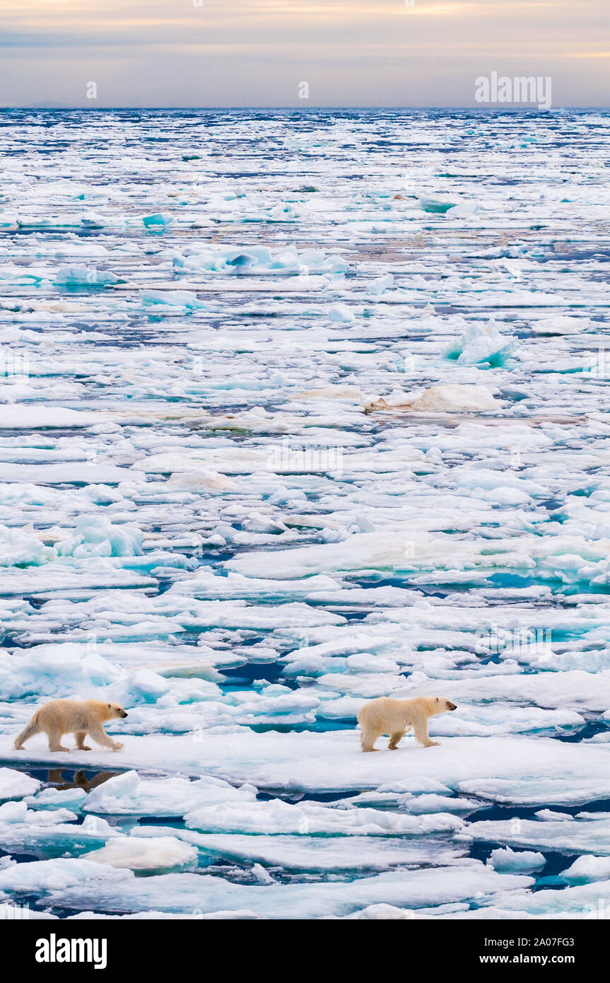 Polar bear cubs walking on the ice pack in the Arctic Circle ...