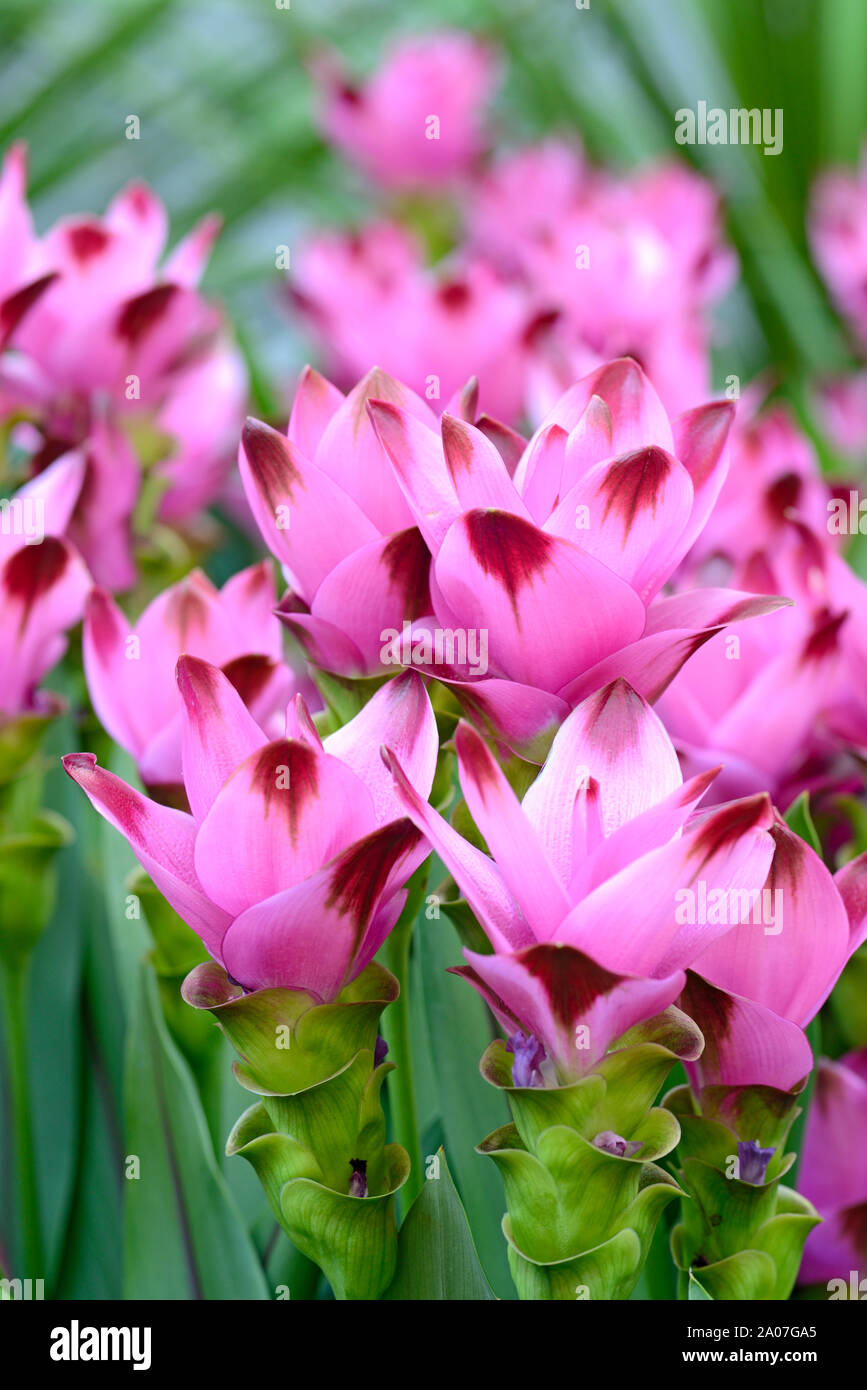Pink Curcuma Alismatifolia or Siam Tulip Stock Photo - Alamy