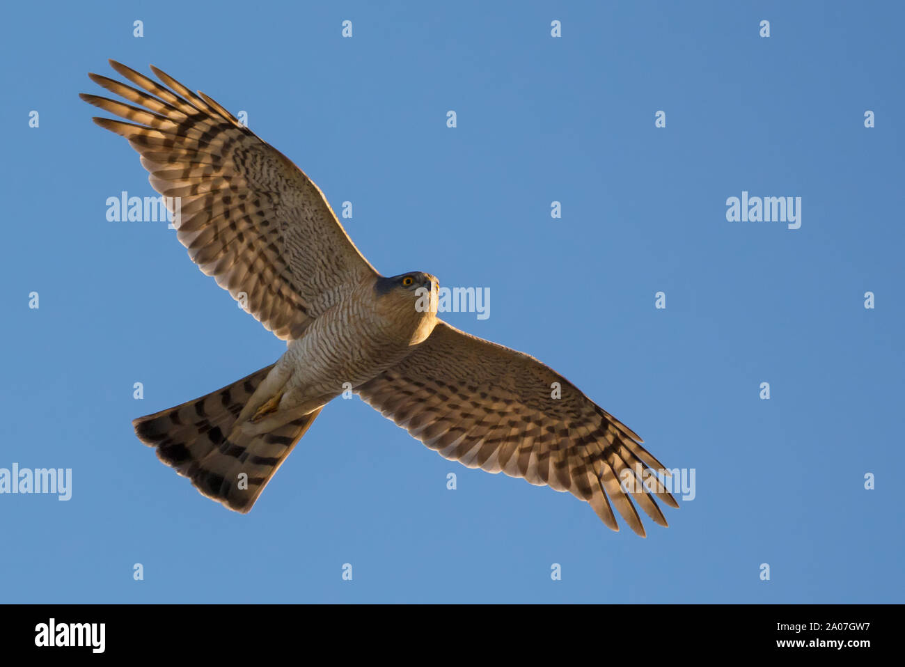 Sparrowhawk flying hi-res stock photography and images - Alamy