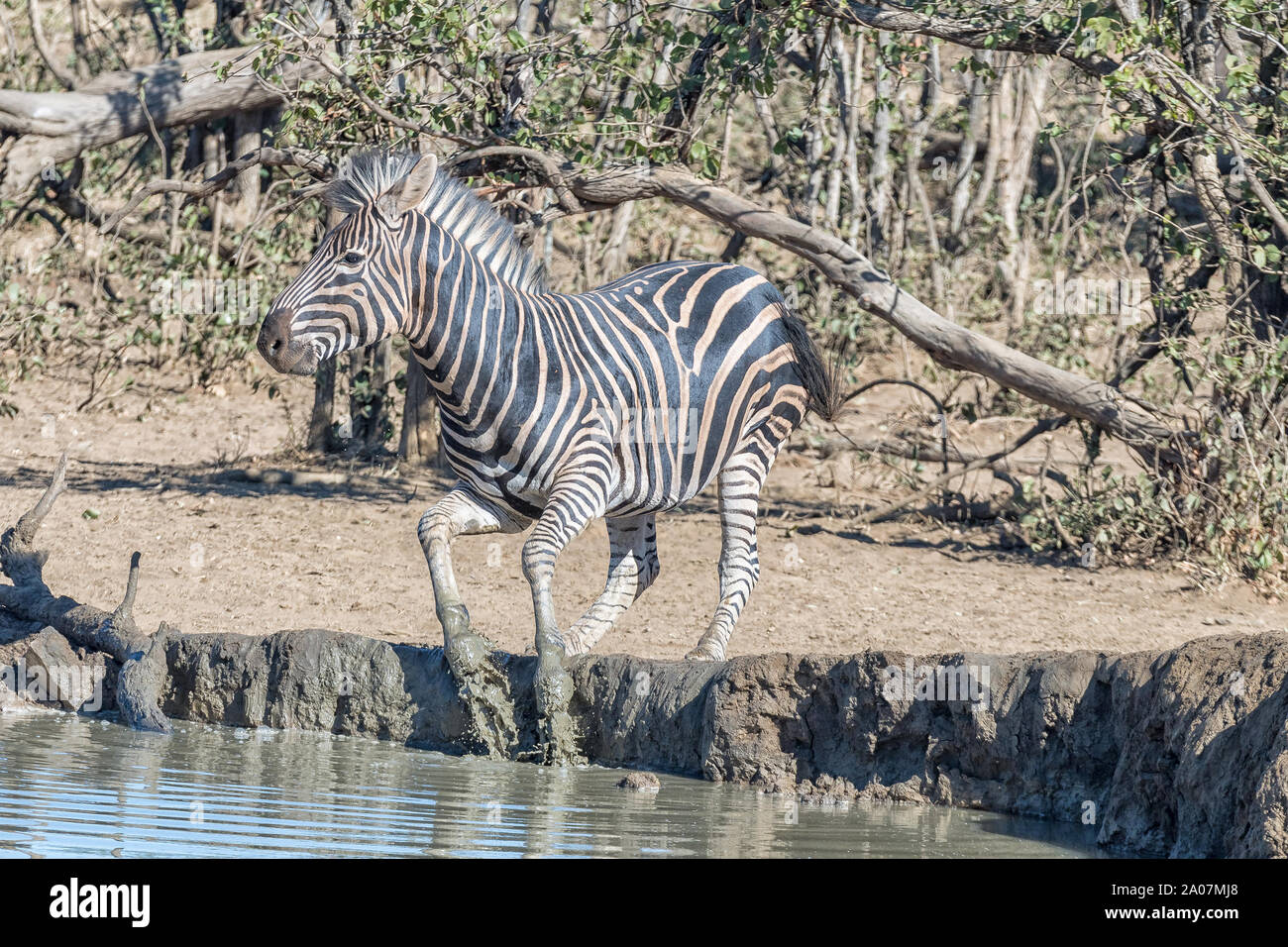 A startled burchells zebra, Equus quagga burchellii, jumping out of a ...