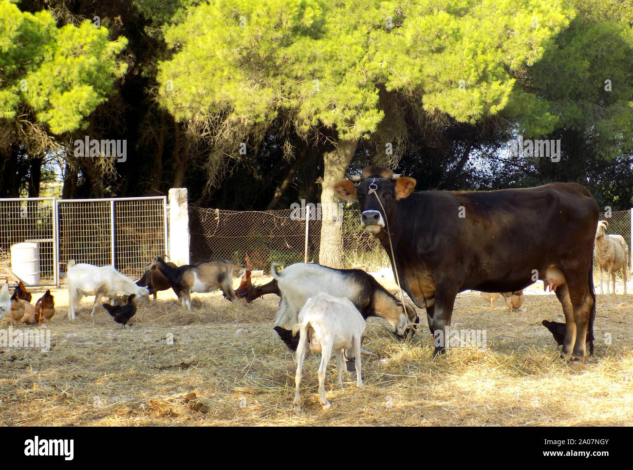 Goat, cow, chicken hi-res stock photography and images - Alamy