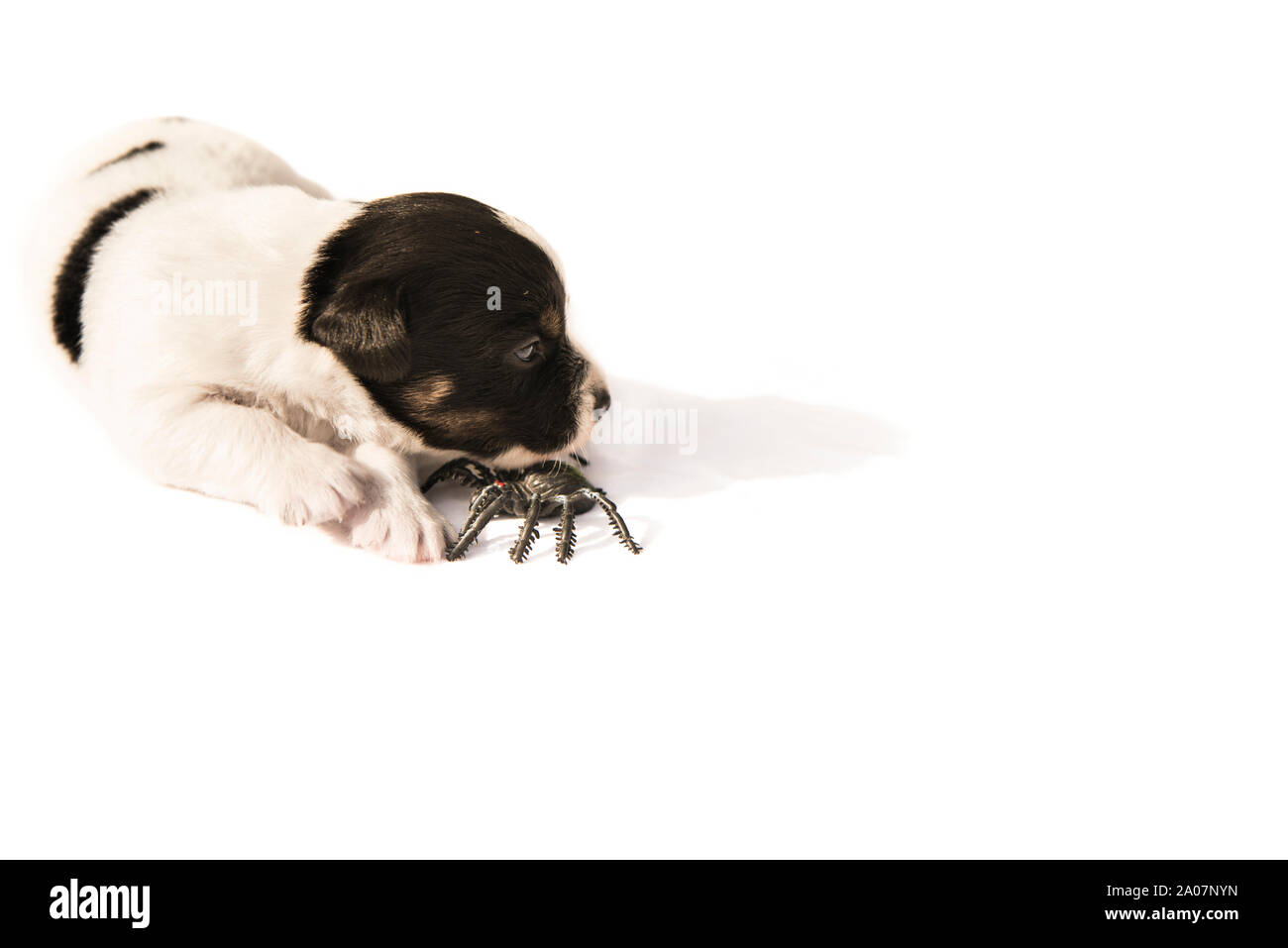 Jack Russell Terrier puppy dog with spider - ready for halloween Stock ...