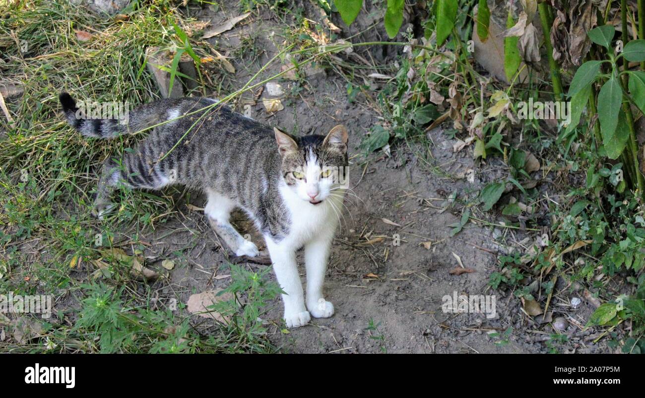 Cute gray and white street kitten walking in the meadow Stock Photo - Alamy