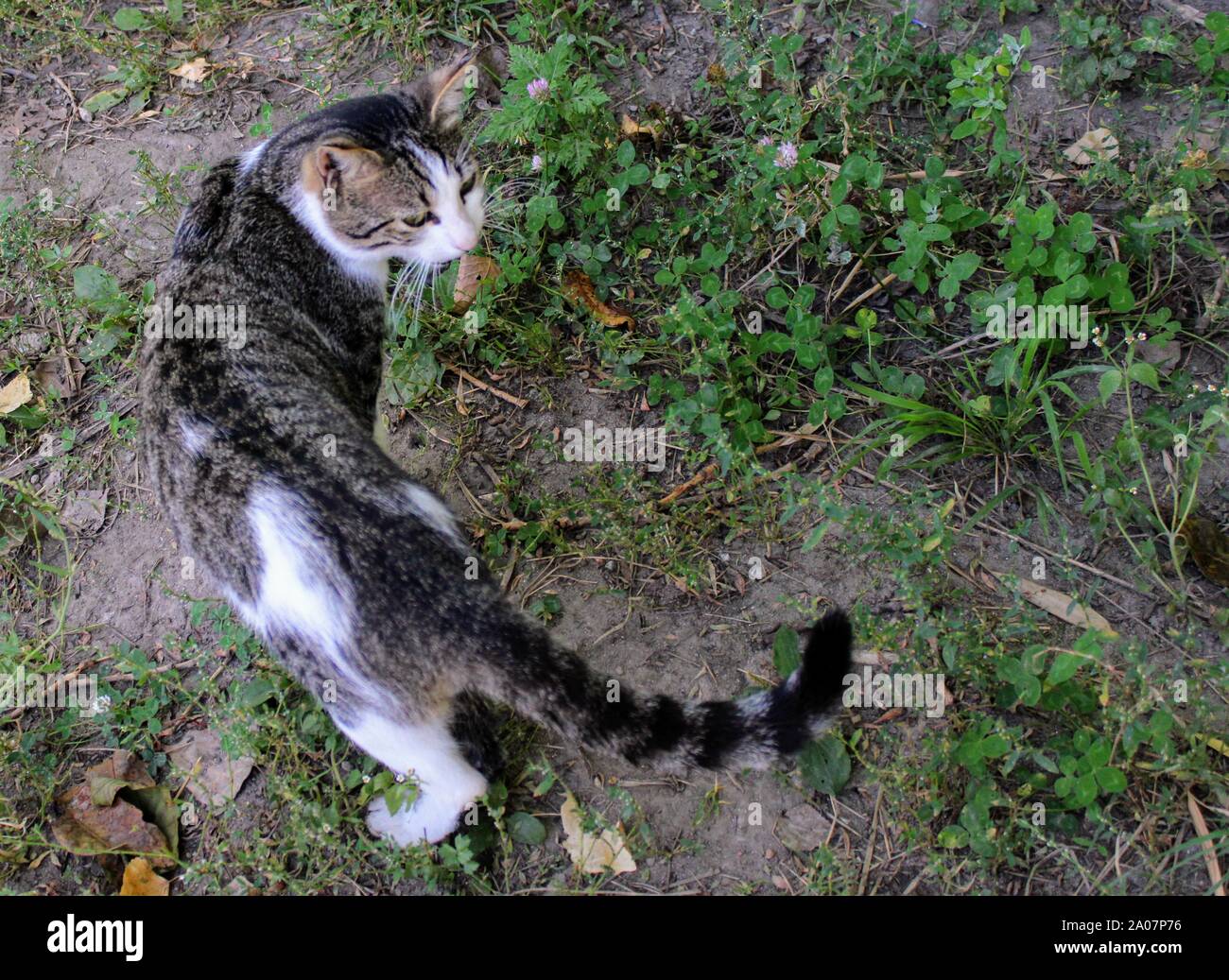 Cute gray and white street kitten walking in the meadow Stock Photo - Alamy