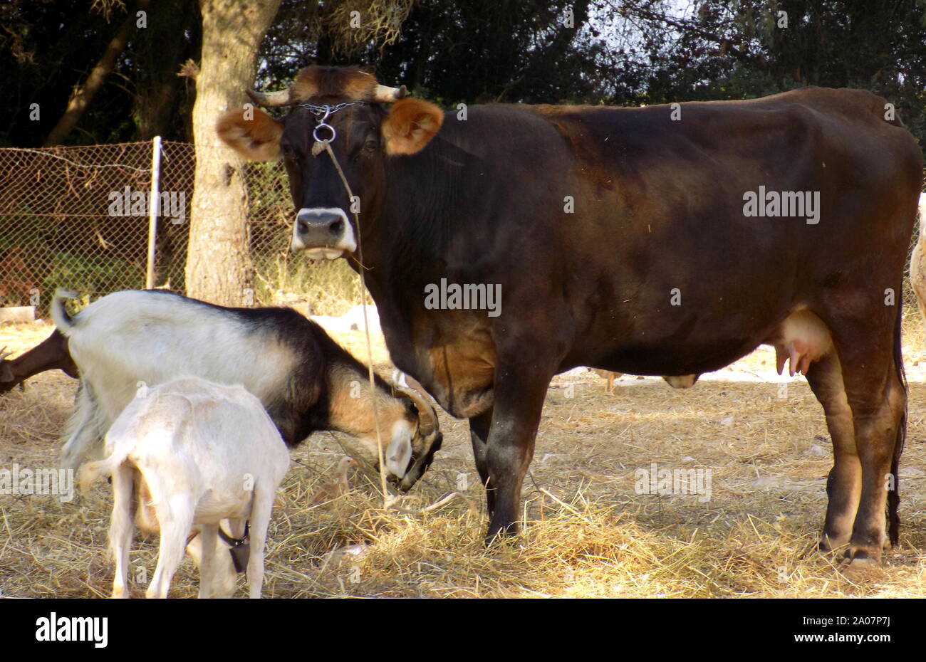 Goat cow chicken hi-res stock photography and images - Alamy
