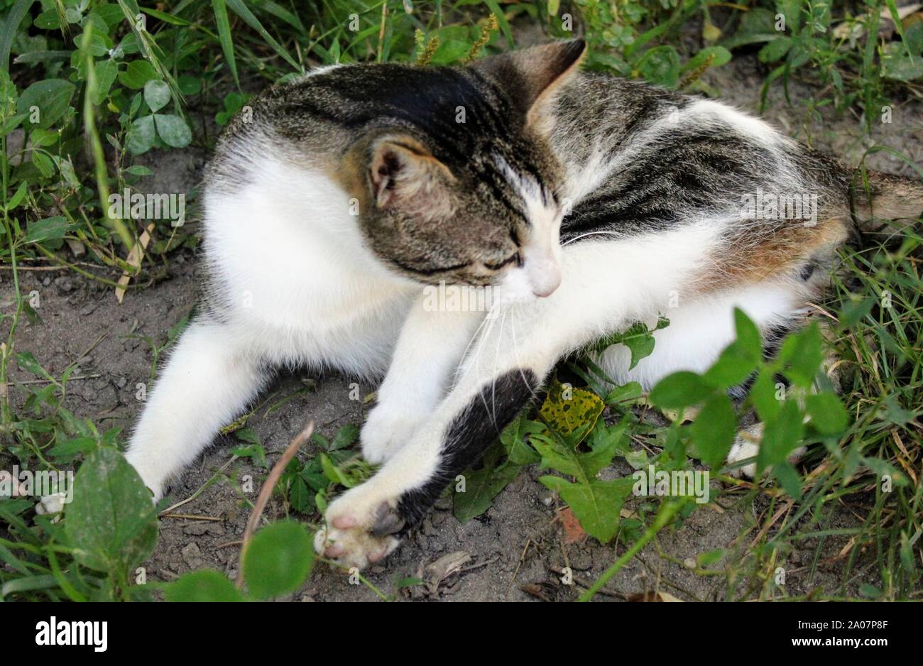 Cute gray and white street kitten walking in the meadow Stock Photo - Alamy