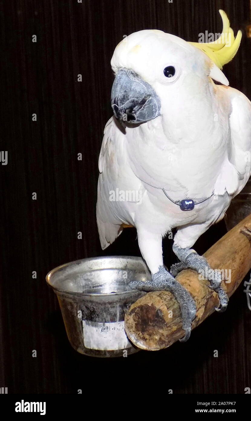 parrot, bird, white, animal, street Stock Photo - Alamy