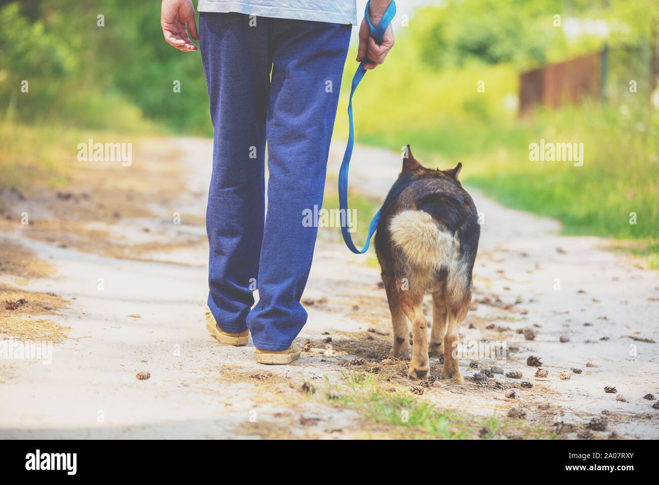 Man and dog are best friends. The man holds the dog on a leash, walks ...