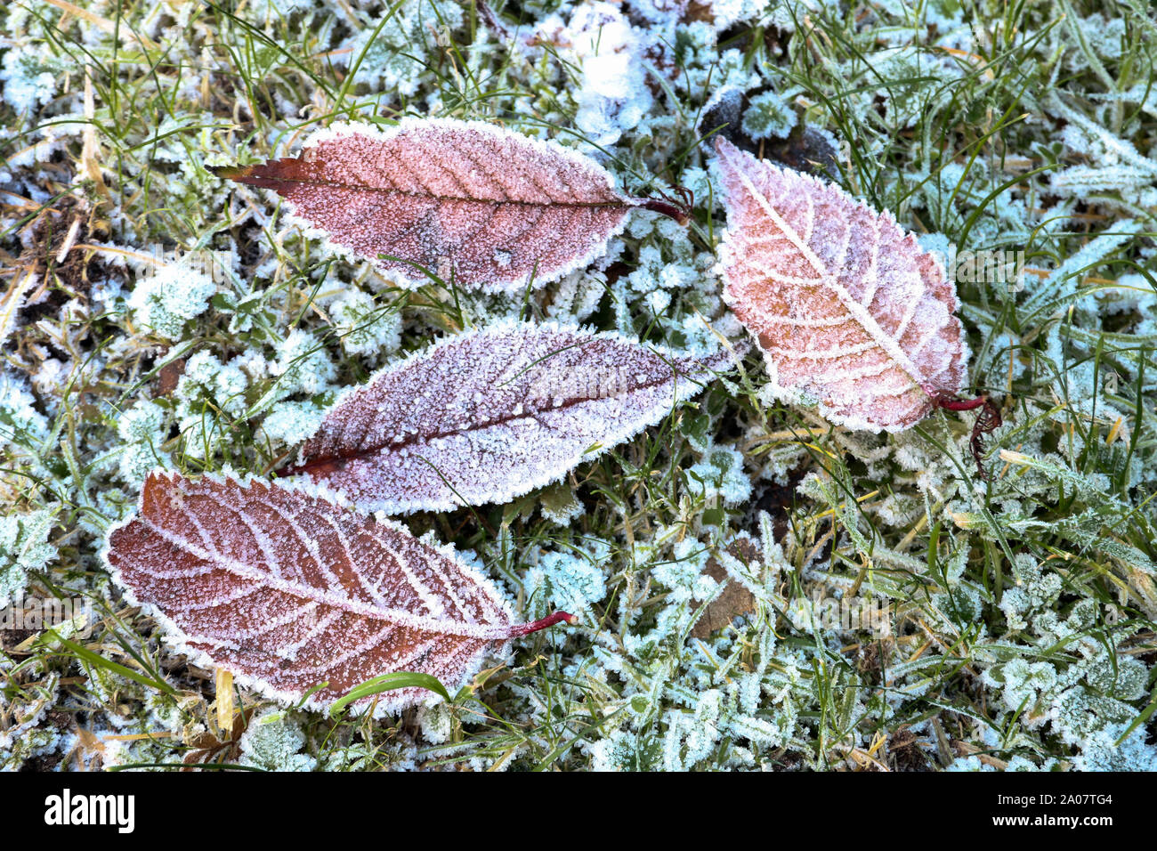 Scattered leaves hi-res stock photography and images - Alamy