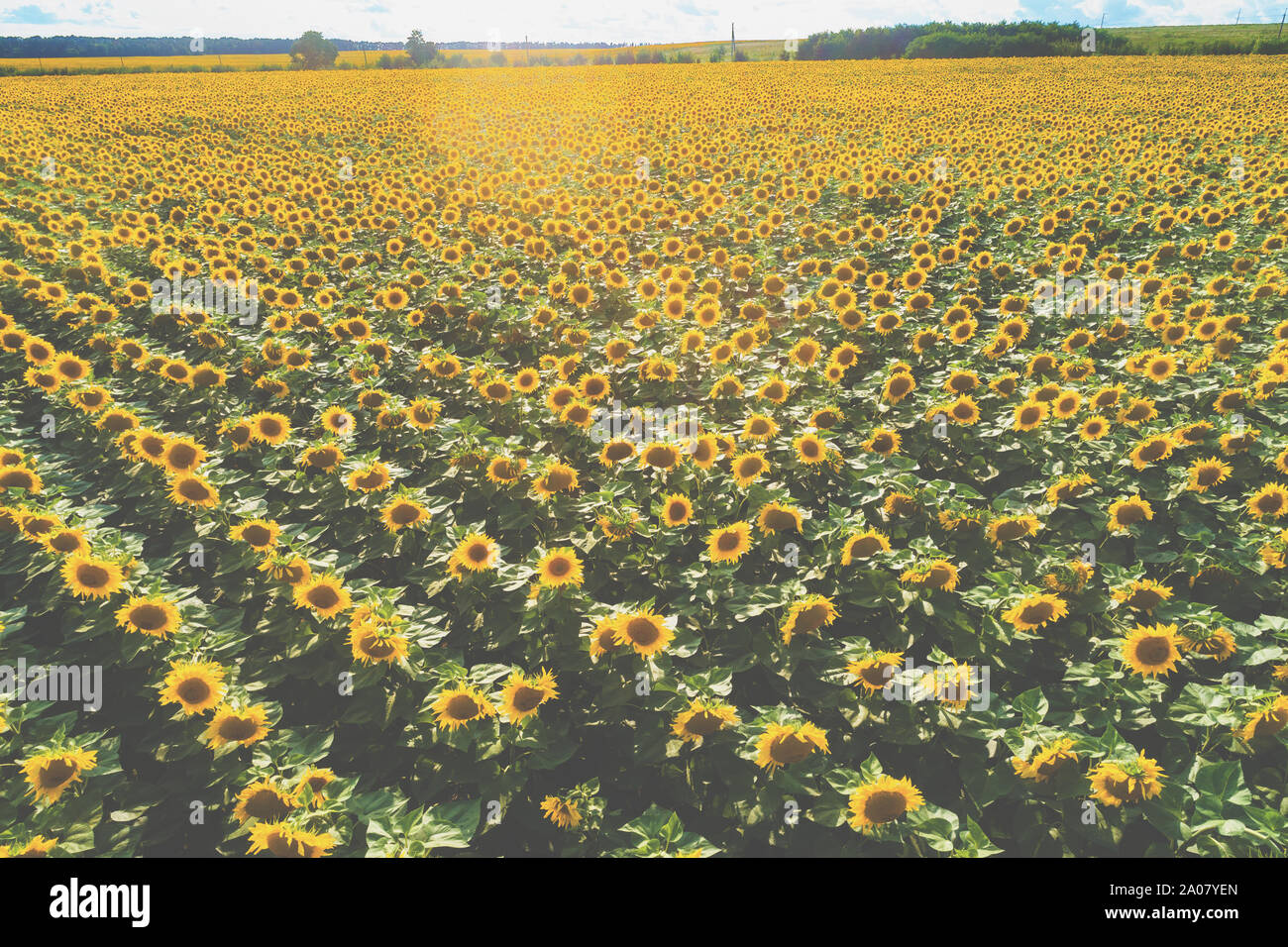 Summer landscape with sunflowers. Aerial view of the beautiful ...