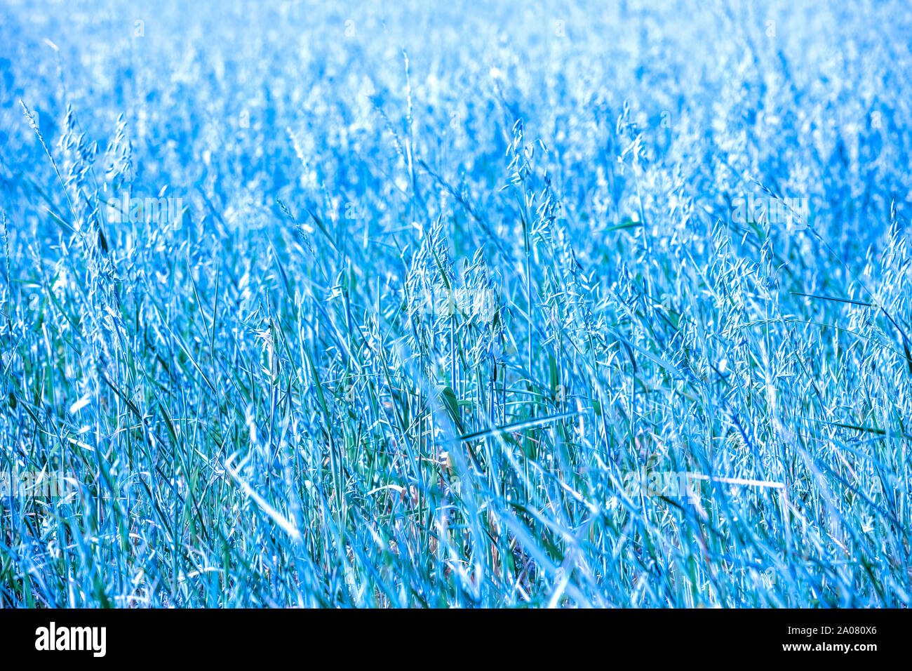 Autumn nature grass background. Blue colored. Abstract grassy ...