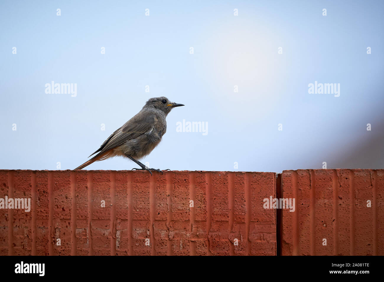 Juvenile Bird Sitting on a Brick Wall Stock Photo - Alamy
