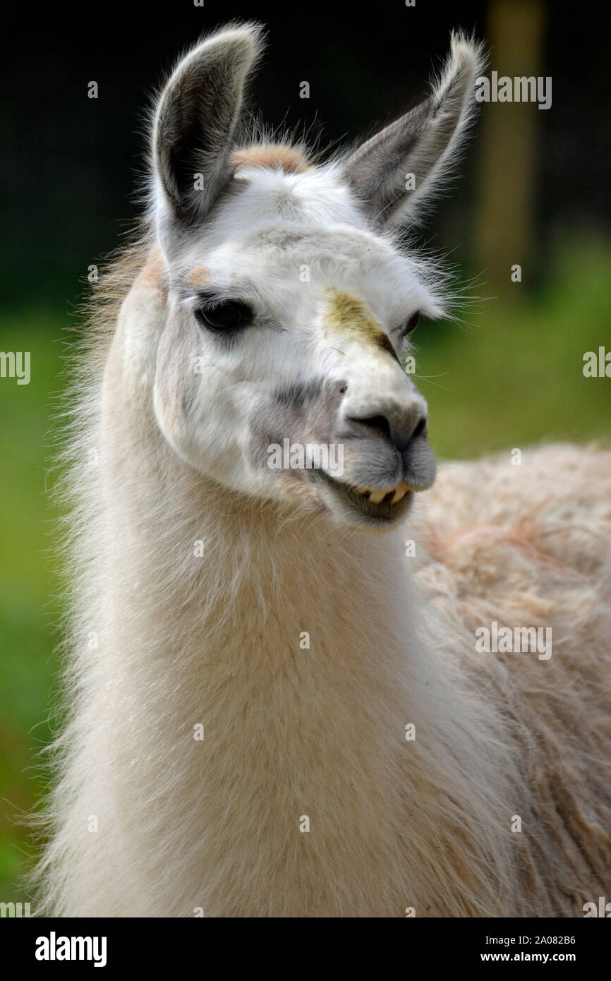 A Llama at ARK Wildlife Park and Rescue Sanctuary - Stickney ...