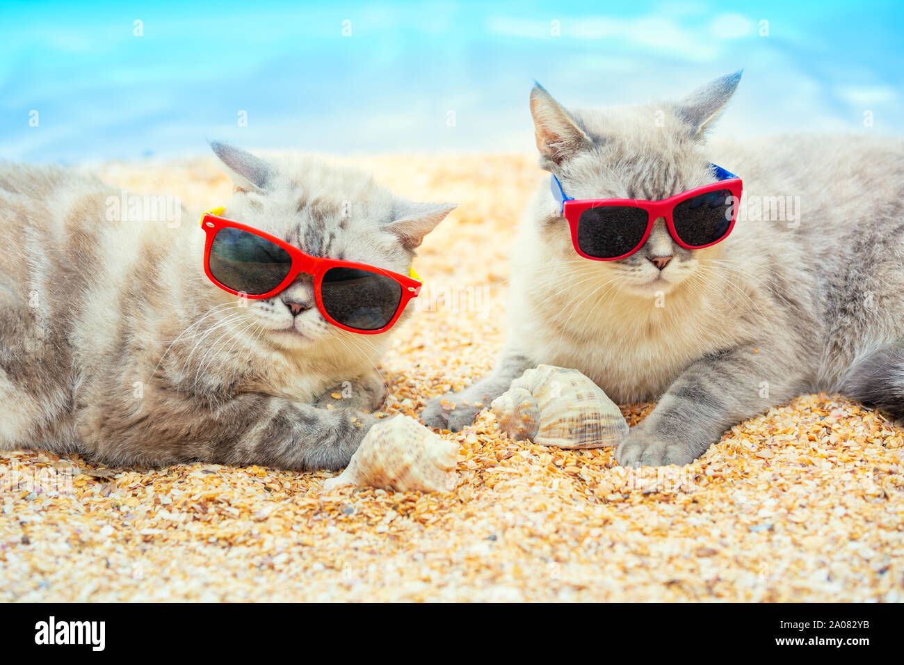 Pet Portraits Flying cat with crazy goggles Urns & Memorials etna.com.pe