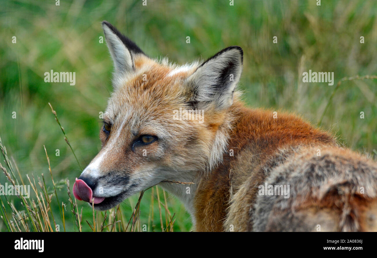 English native wildlife hi-res stock photography and images - Alamy