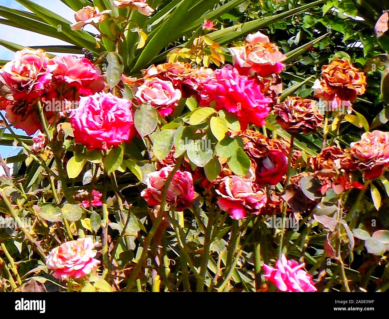flower, colorful, pot, decoration, art Stock Photo - Alamy