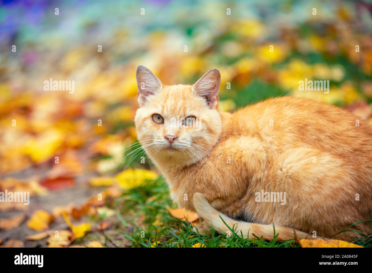 Sad ginger cat cat hi-res stock photography and images - Alamy