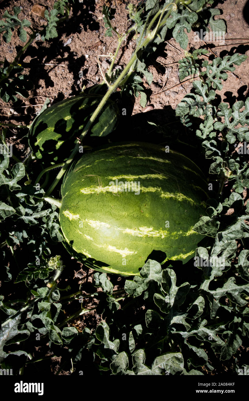 Watermelon Growing in Garden Stock Photo - Alamy