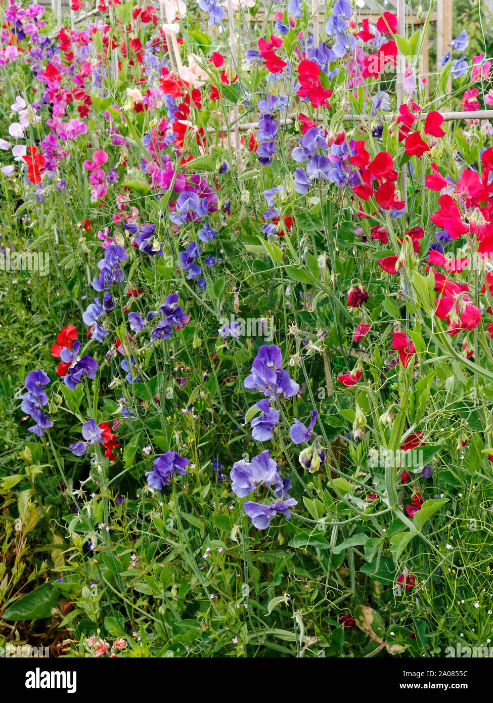 Pea sticks hi-res stock photography and images - Alamy