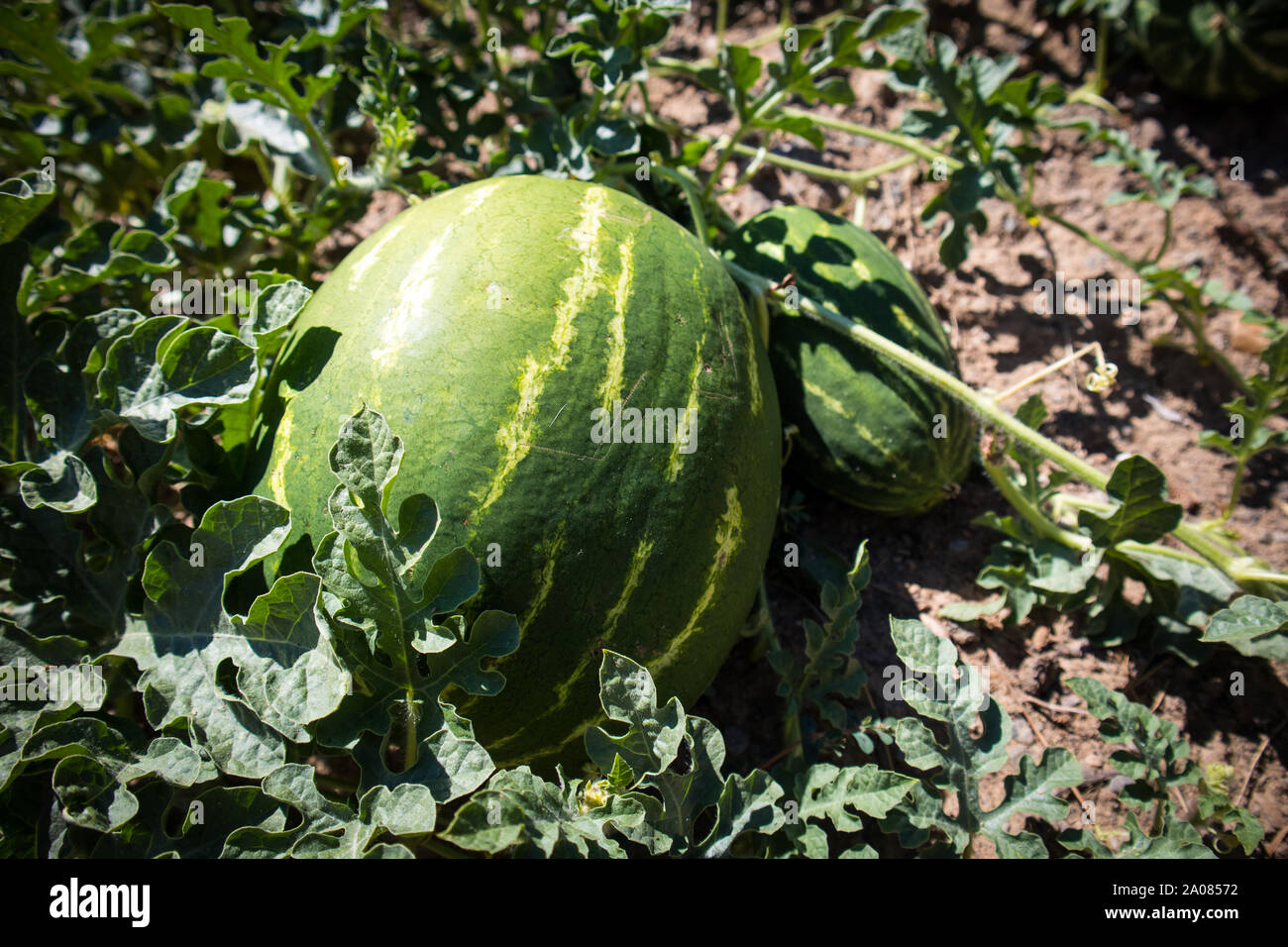 Watermelon Growing in Garden Stock Photo - Alamy