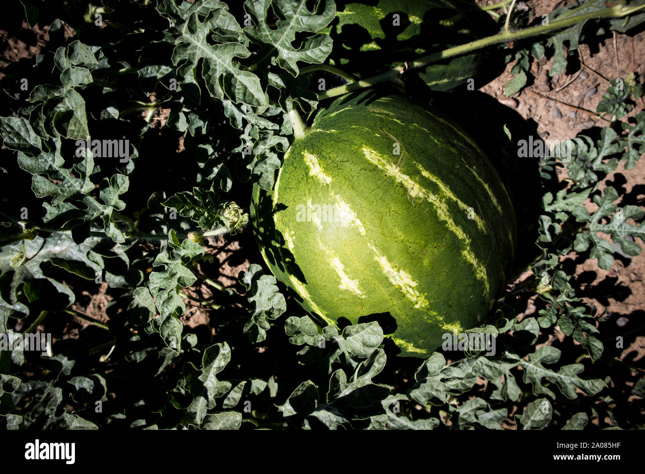 Watermelon plant growing hi-res stock photography and images - Alamy
