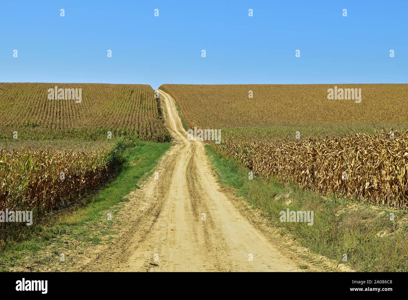 Corn fields hi-res stock photography and images - Alamy
