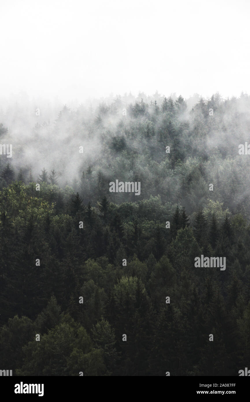 Dense fog over forest hi-res stock photography and images - Alamy