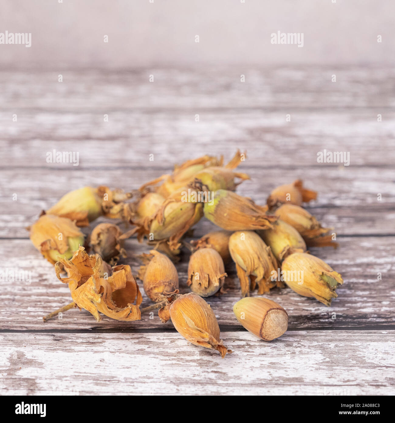 Kent cobnuts hi-res stock photography and images - Alamy
