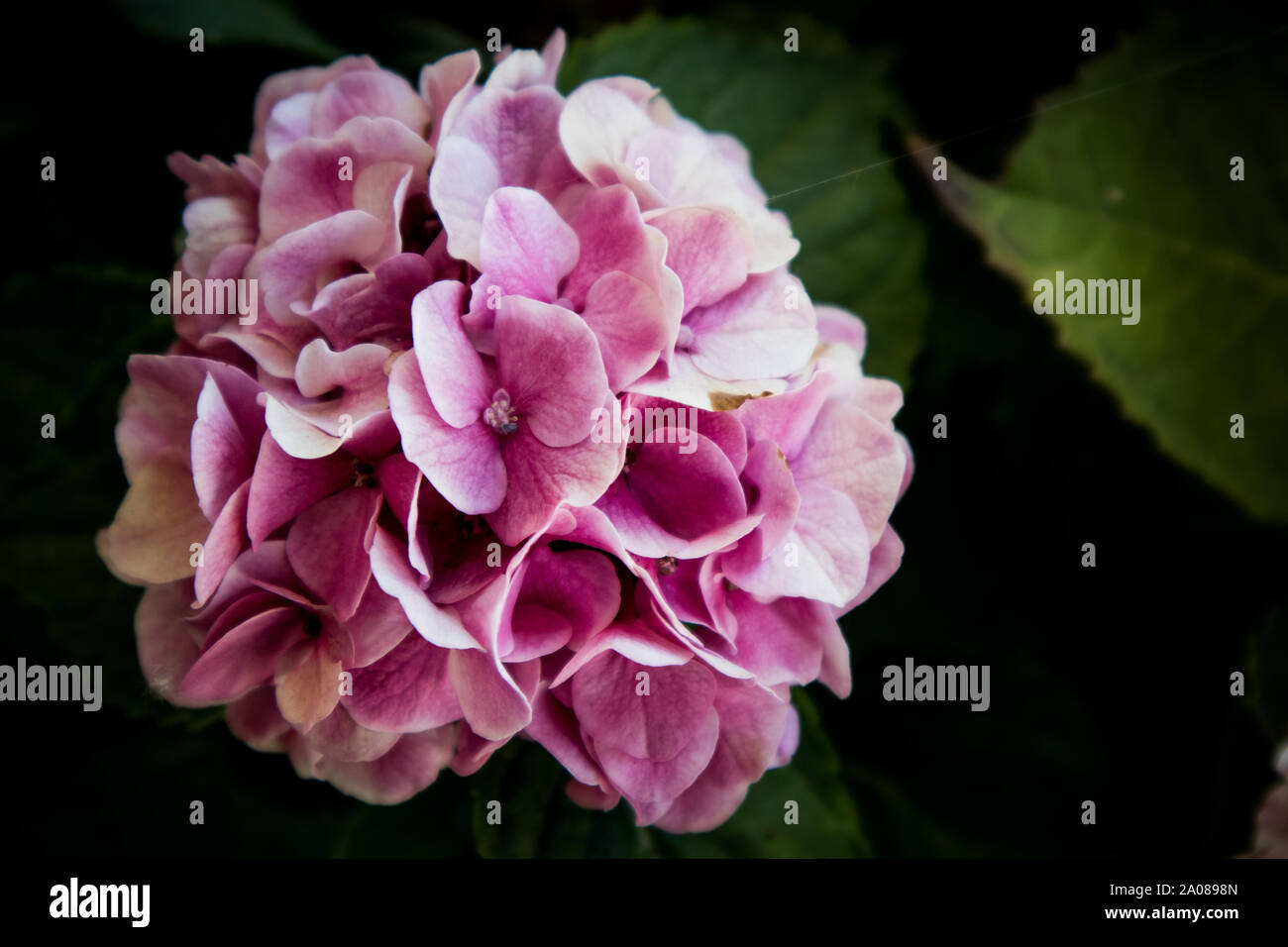 Pink Hydrangea Flowers in Garden Stock Photo - Alamy