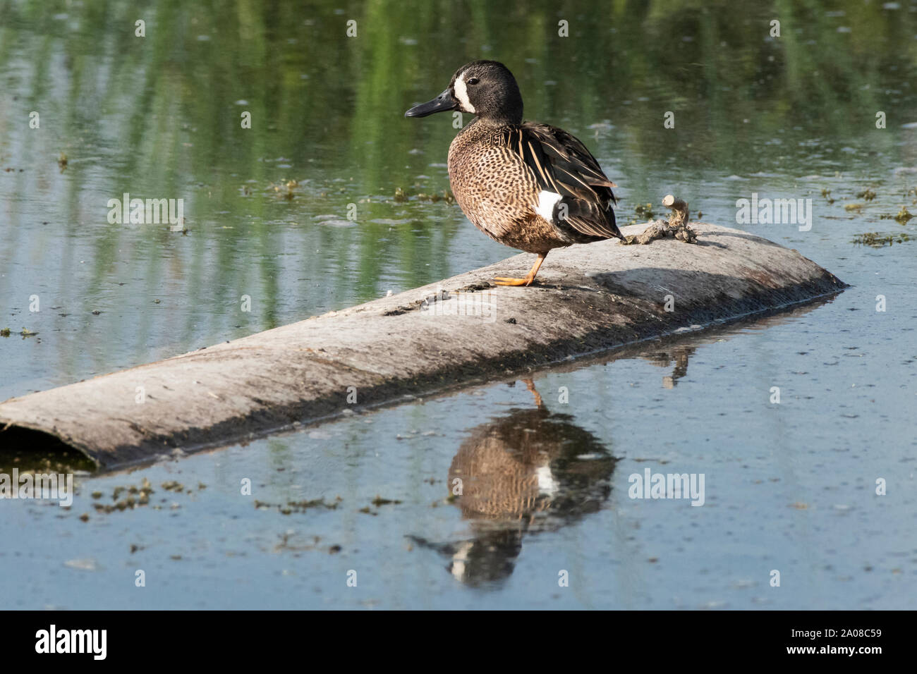 North America; United States; Alaska; Spring; Wildlife; Birds ...
