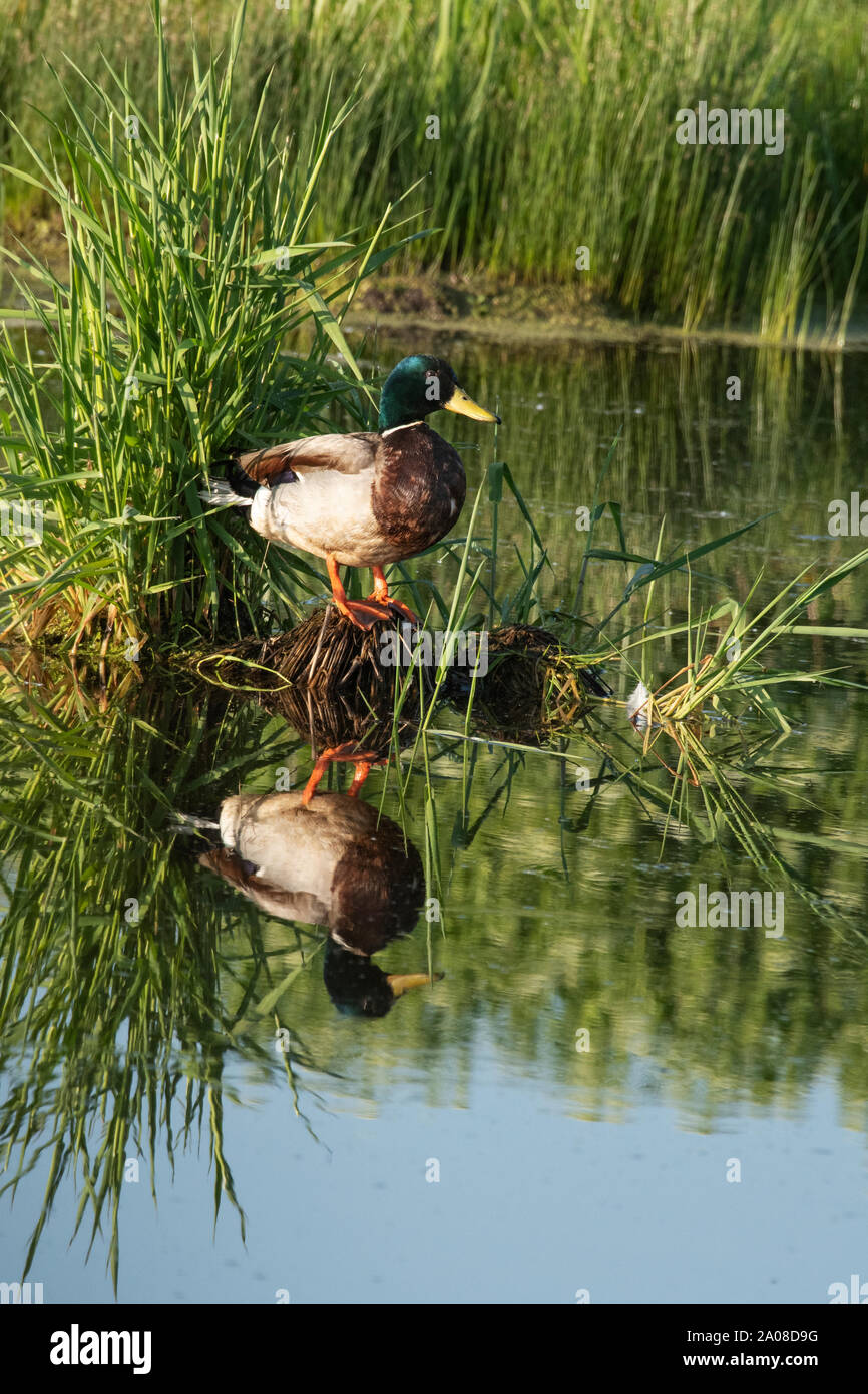 North America; United States; Alaska; Spring; Wildlife; Birds ...