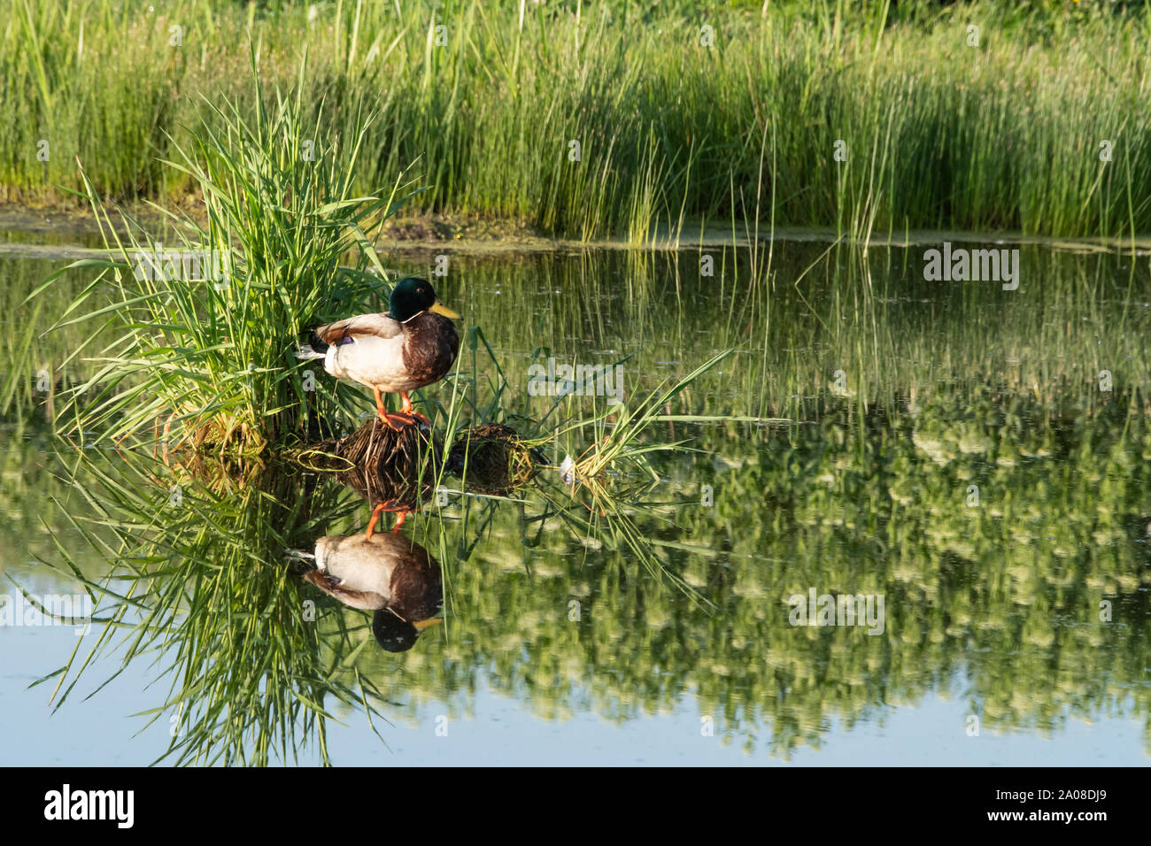 Alaska duck hi-res stock photography and images - Alamy