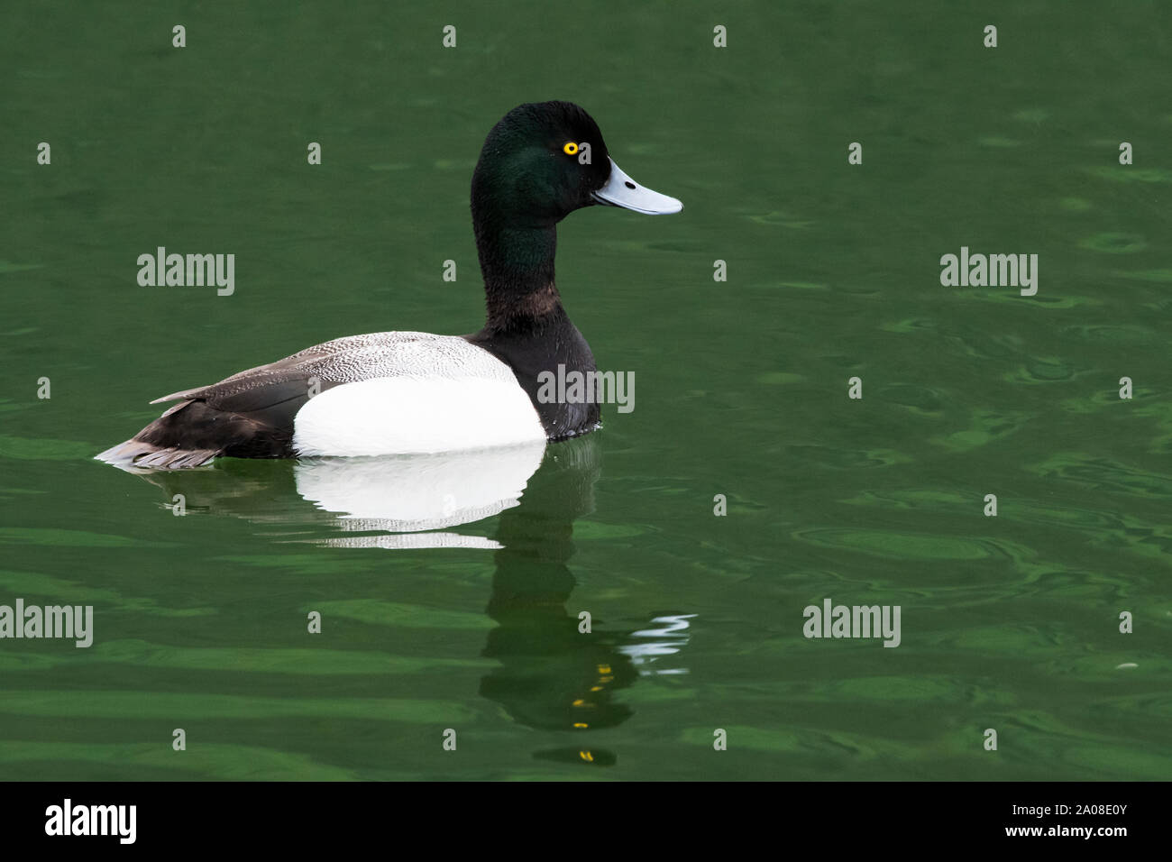 North America; United States; Alaska; Spring; Wildlife; Birds ...