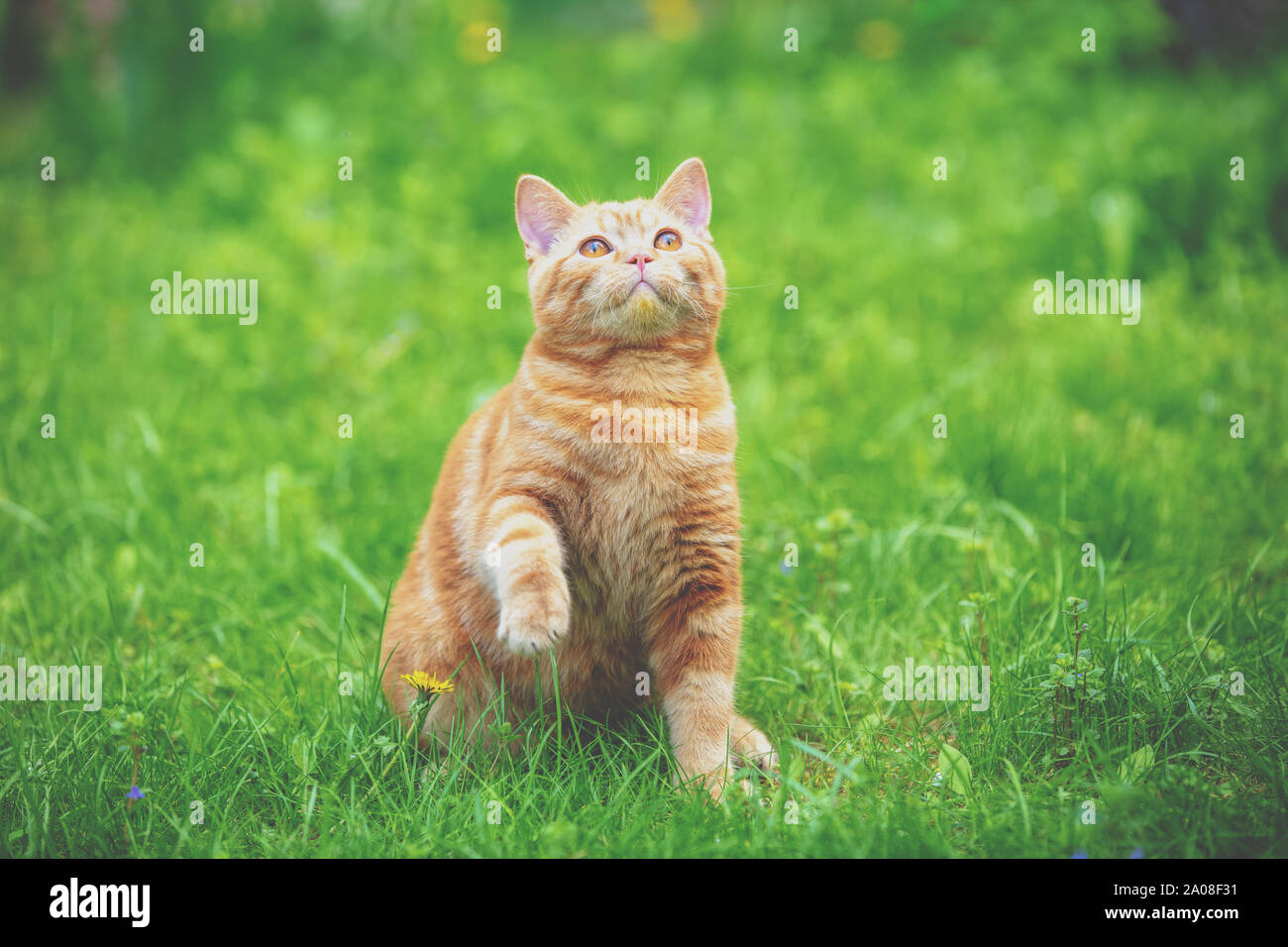 Kitten paw up hi-res stock photography and images - Alamy