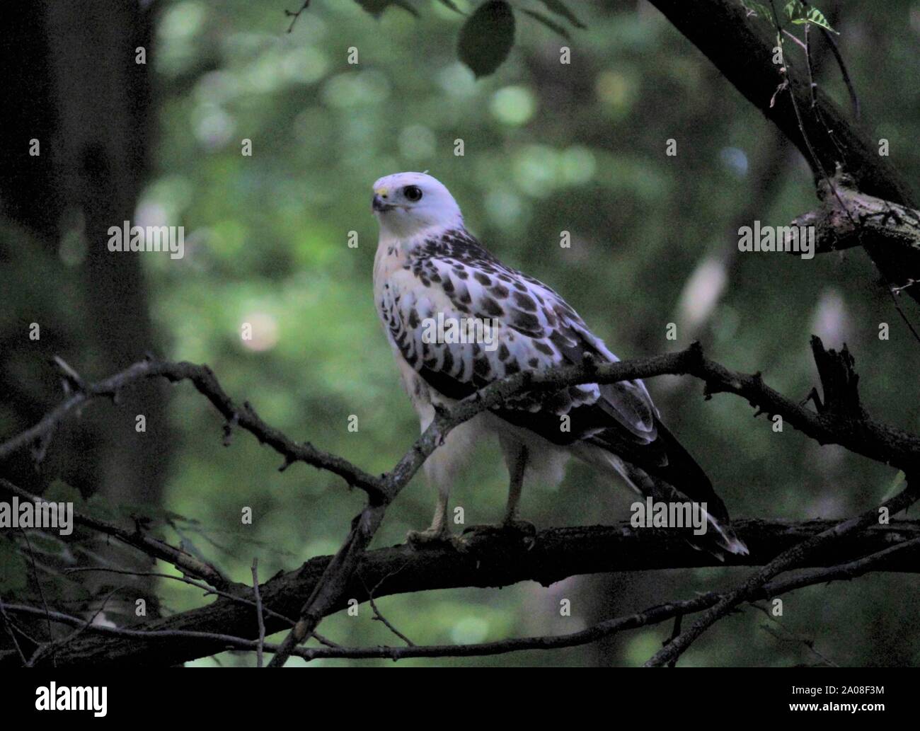White phased Common Buzzard (Buteo buteo) roosting in a Forest at ...